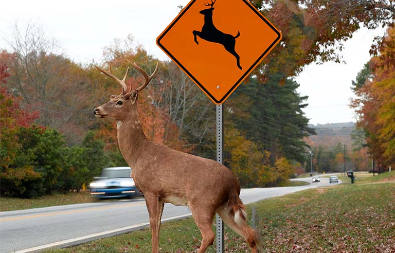 Steer clear of deer